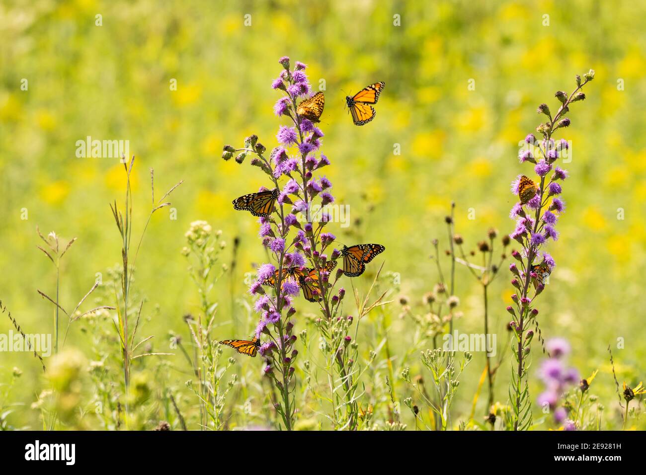 Monarch butterfly mimic hi-res stock photography and images - Alamy