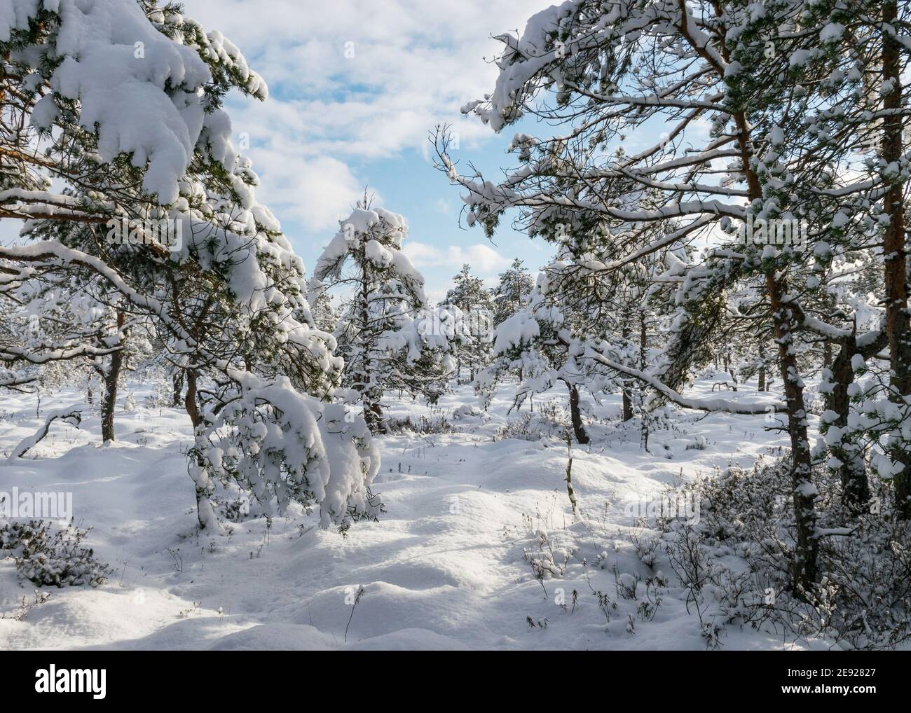 Snowy bog forest after a blizzard, amazing winter wonderland, trees ...