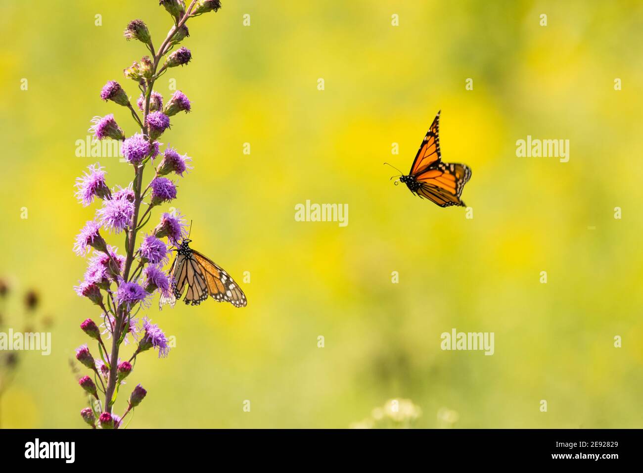 Mimics monarch hi-res stock photography and images - Alamy