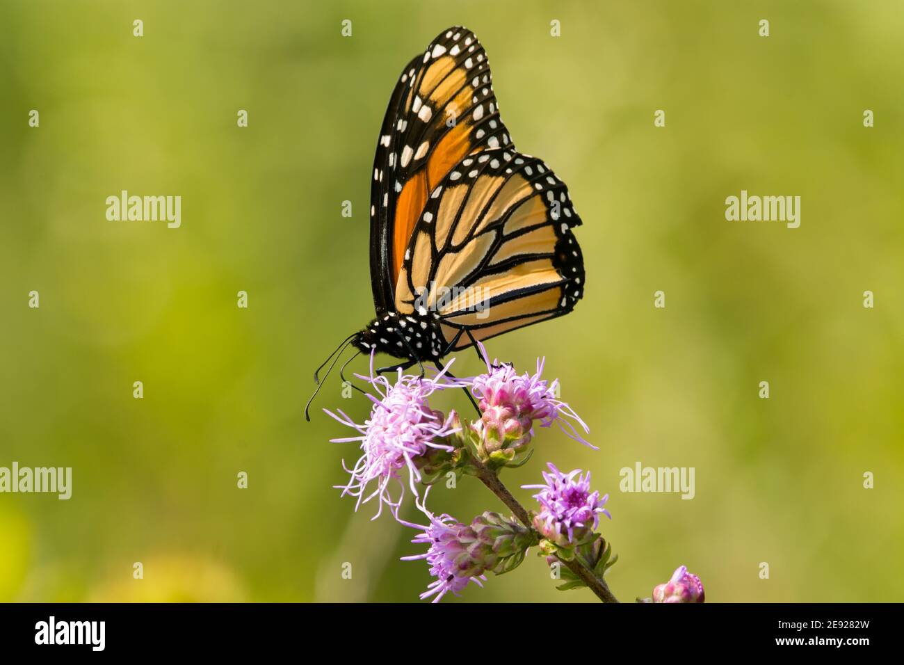 Mimics monarch hi-res stock photography and images - Alamy