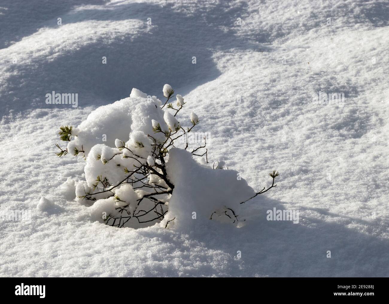 sunny and cold weather, perfect snow conditions, small bog pines under ...