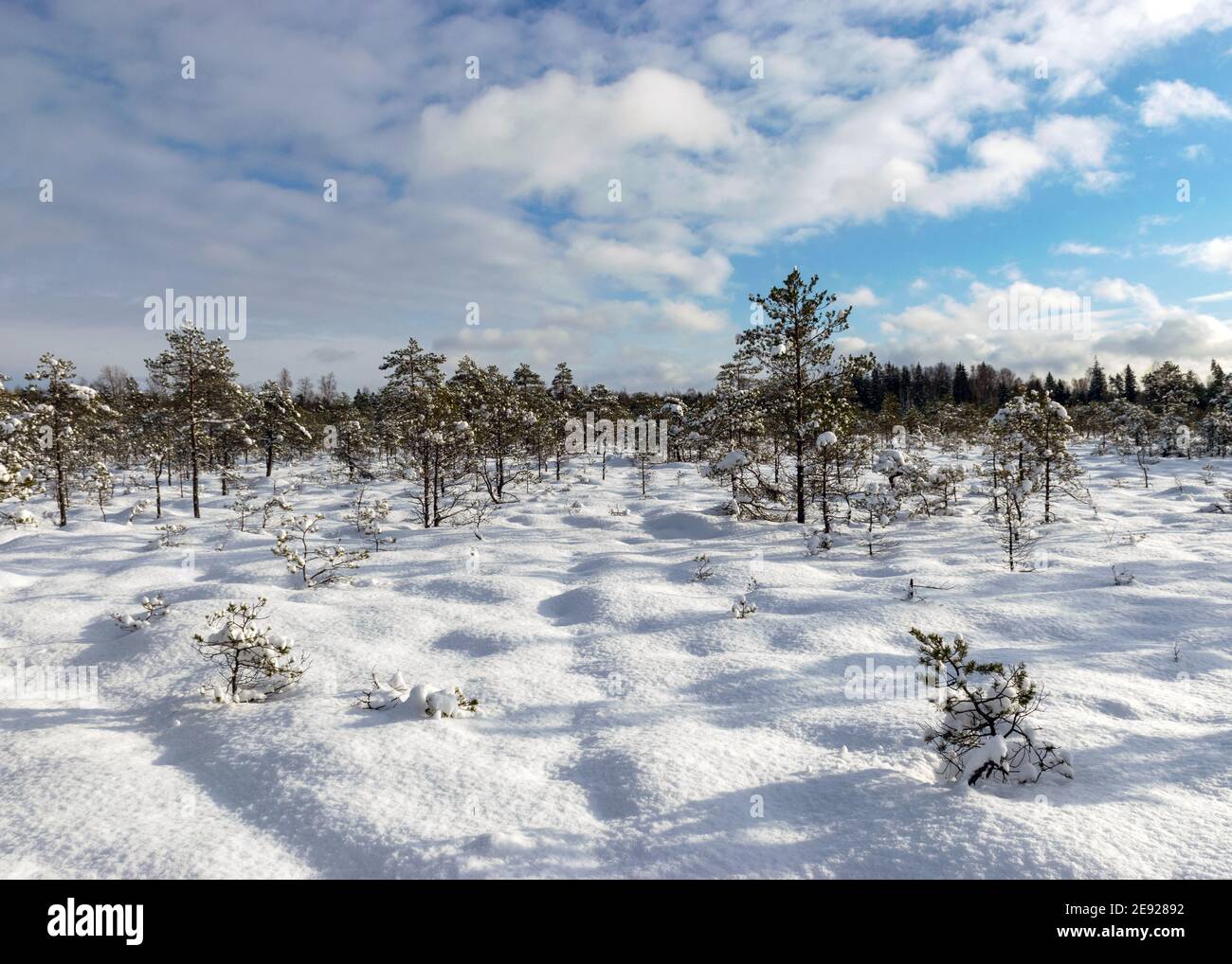 Snowy bog forest after a blizzard, amazing winter wonderland, cold ...