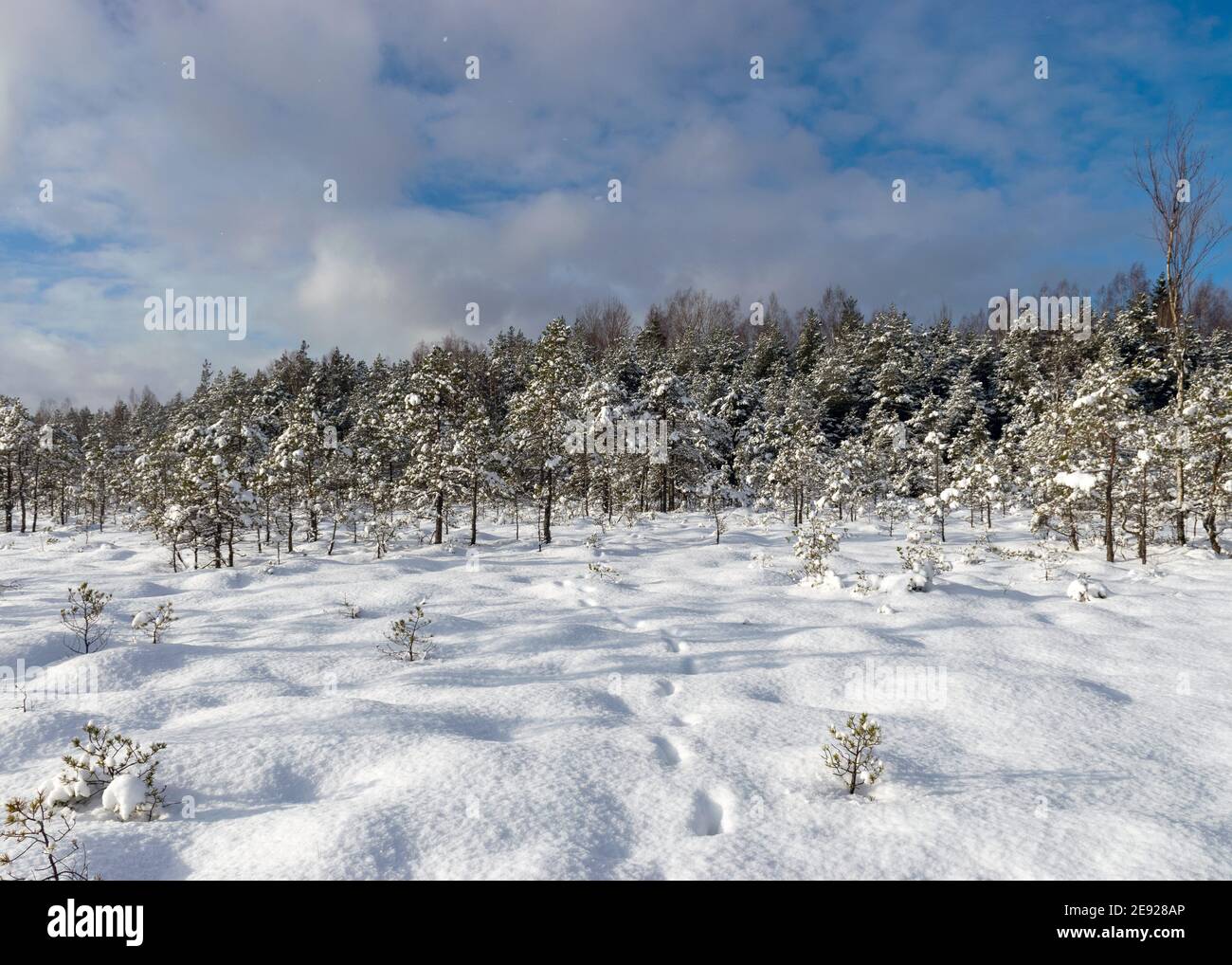 Snowy bog forest after a blizzard, amazing winter wonderland, cold ...