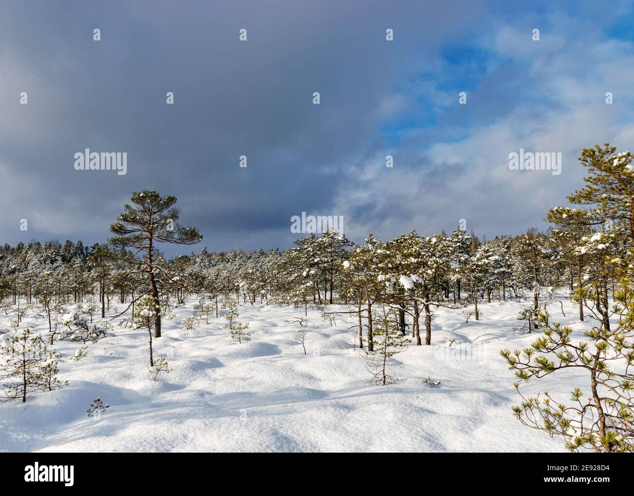 Snowy bog forest after a blizzard, amazing winter wonderland, cold ...