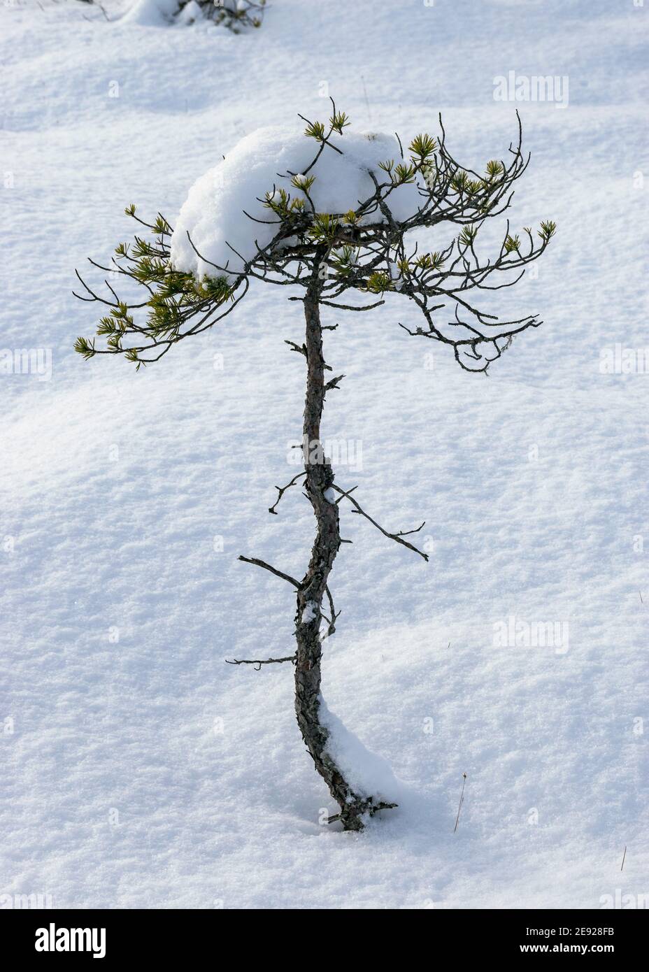 sunny and cold weather, perfect snow conditions, small bog pines under ...