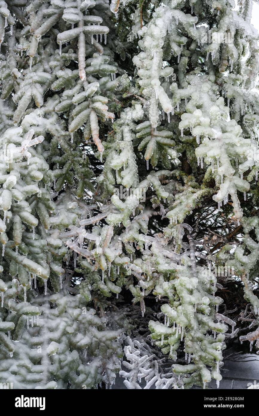Trees are covered with a crust of ice after icy rain. Natural disaster ...
