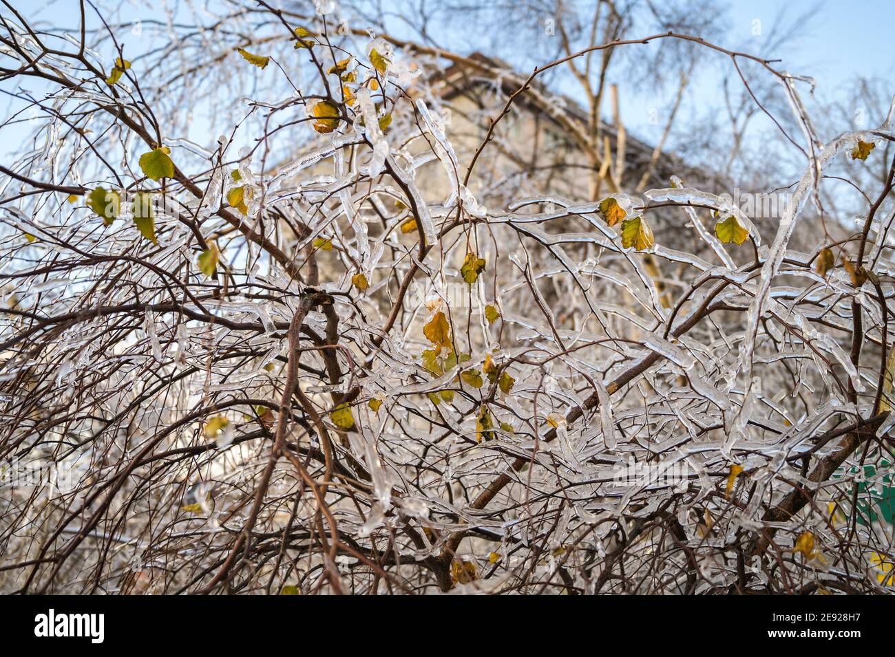 Trees are covered with a crust of ice after icy rain. Natural disaster ...