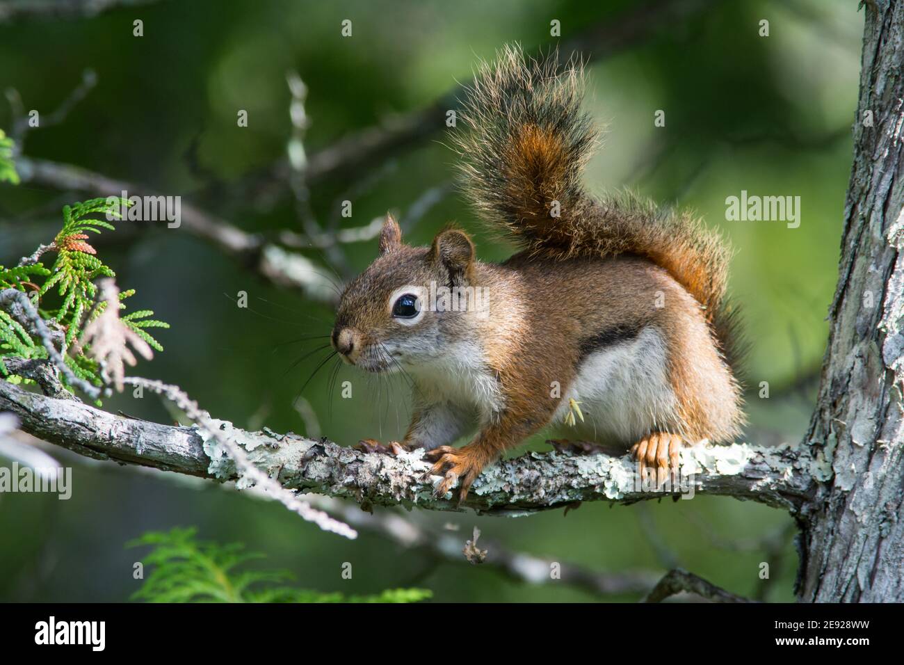 Wisconsin red squirrel hi-res stock photography and images - Alamy