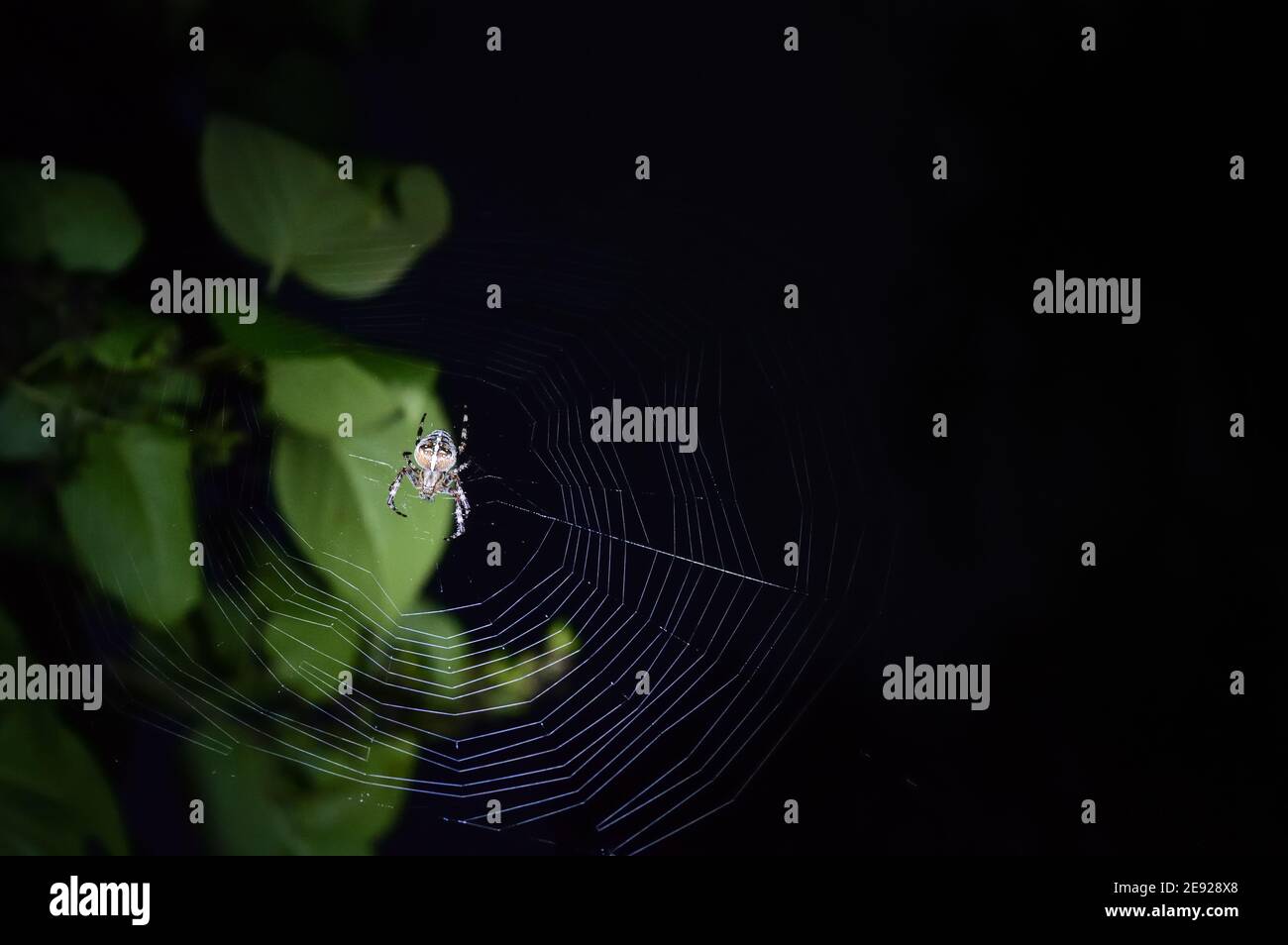 spider web with garden spider hunting at night Stock Photo - Alamy