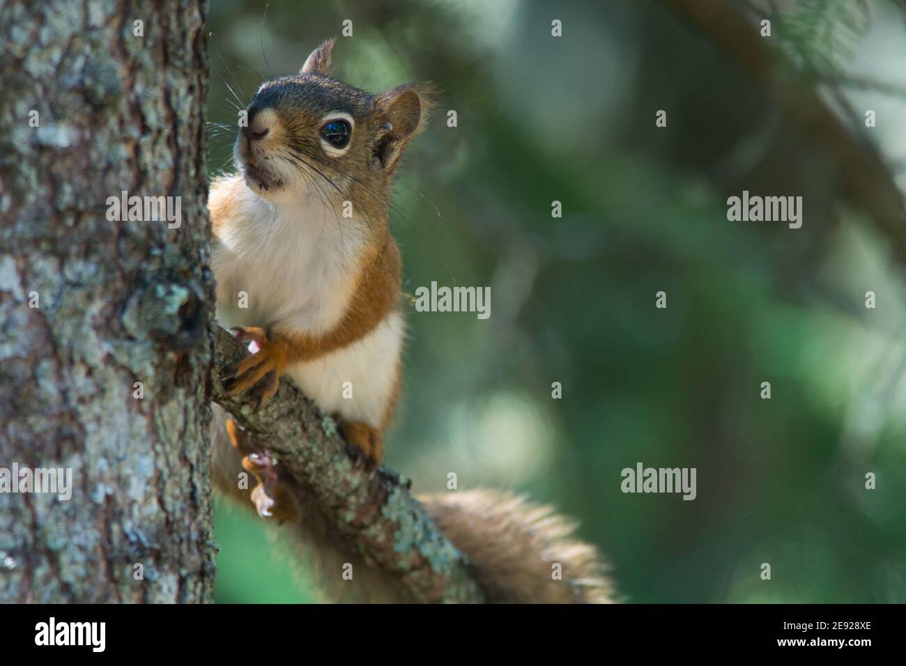 Wisconsin red squirrel hi-res stock photography and images - Alamy