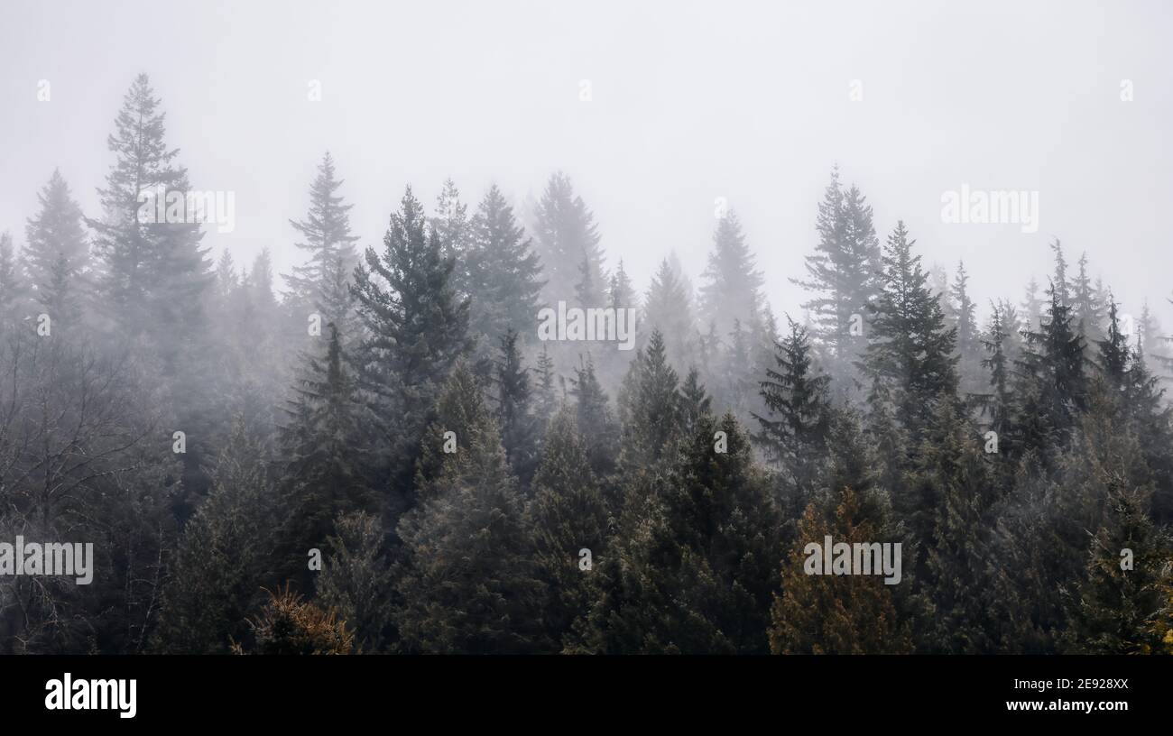 Rain Forest Trees Covered in White Fog during a rainy winter day Stock ...