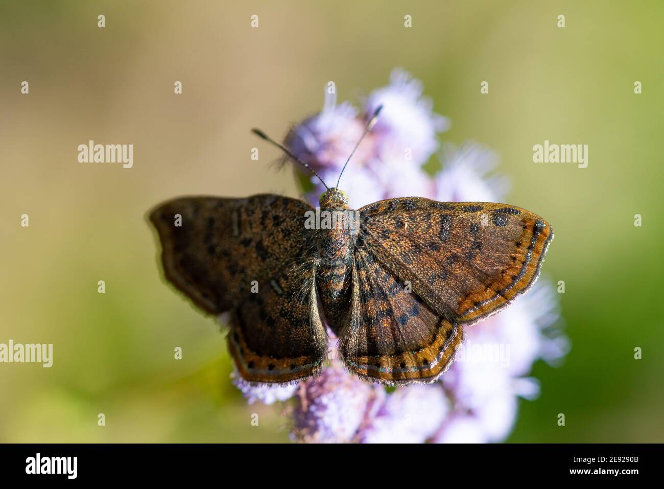 A Red-bordered Metalmark feeding from a wildflower in the LRGV Stock ...