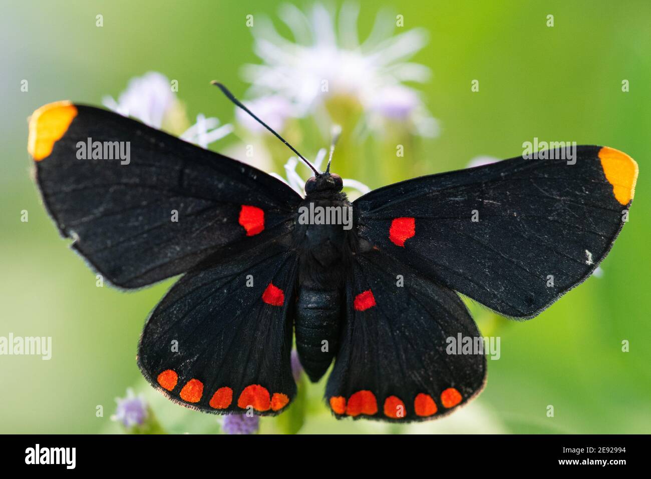 A Red-bordered Pixie butterfly feeding from a wildflower in the LRGV ...