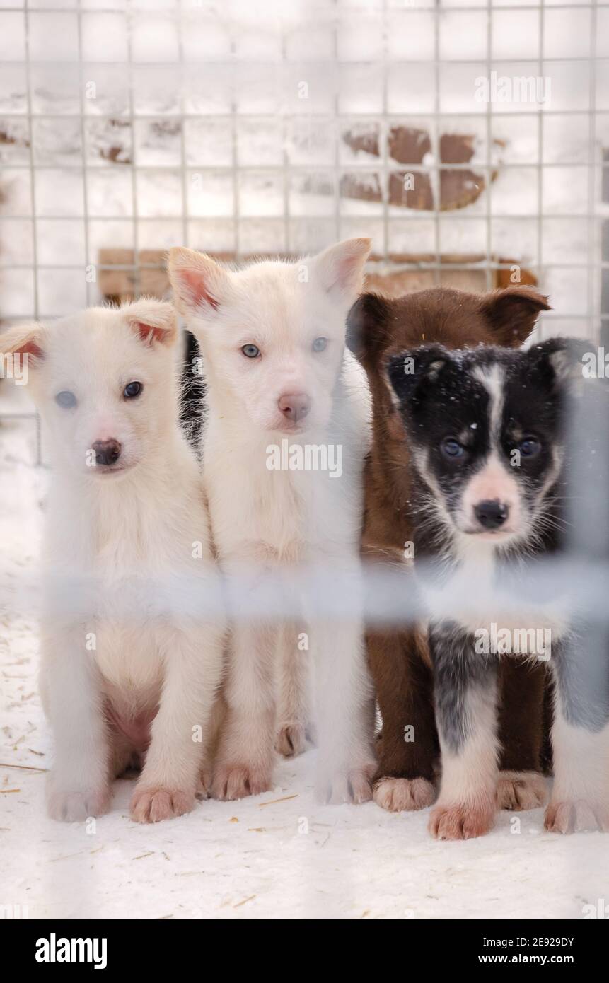 four different colored cute husky puppies waiting in their cage at a ...