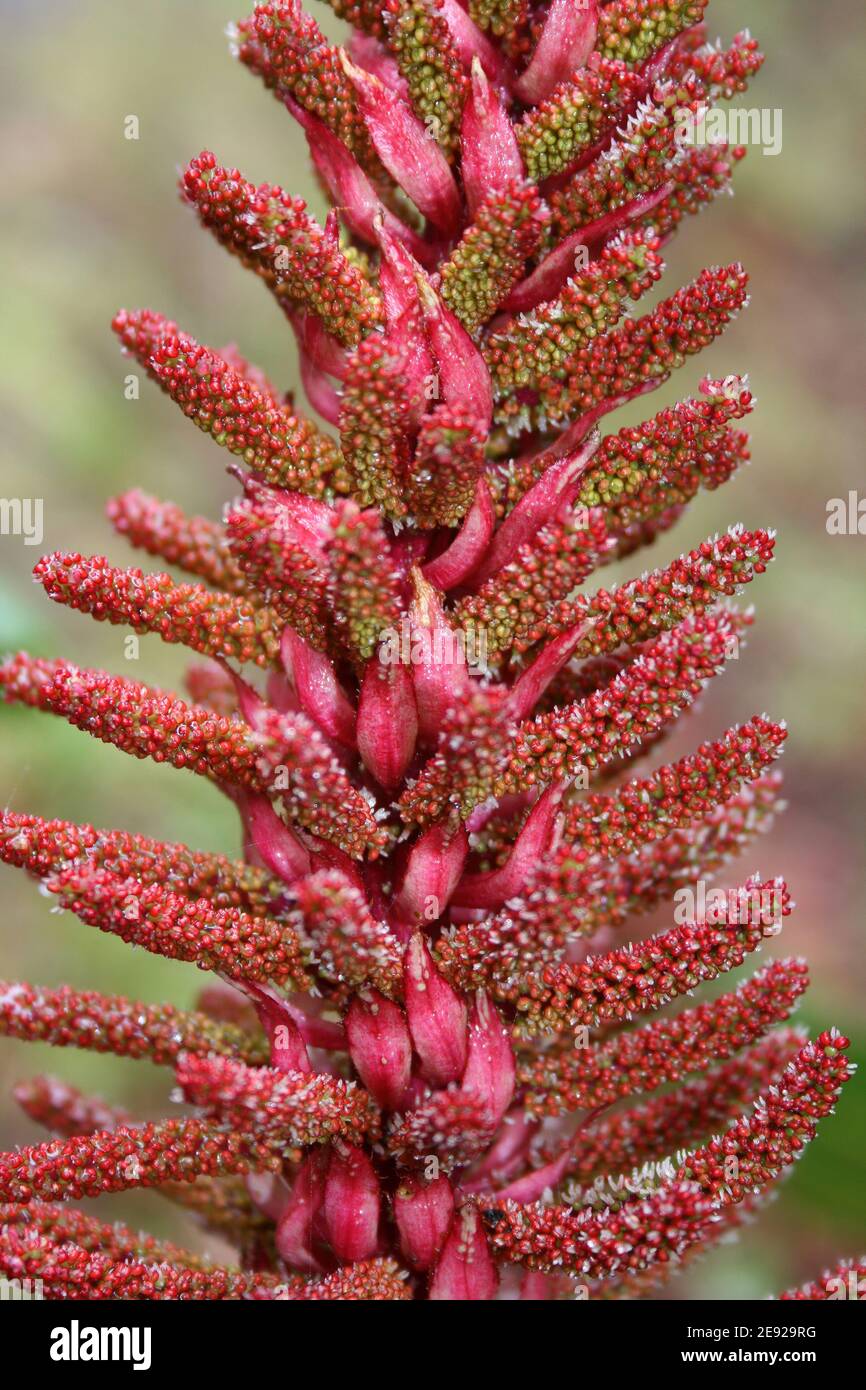 Inflorescence hi-res stock photography and images - Alamy