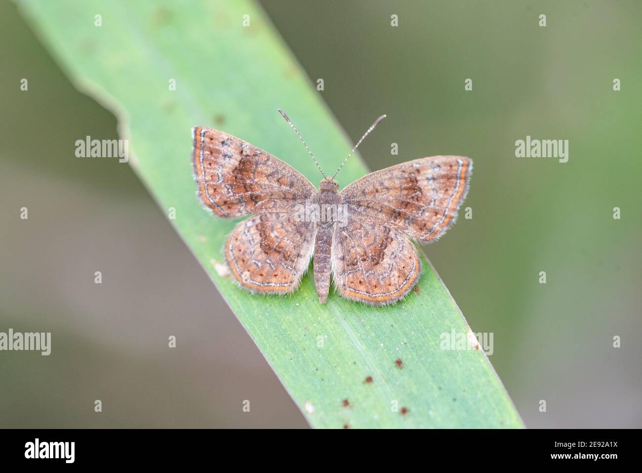 Rounded metalmark hi-res stock photography and images - Alamy