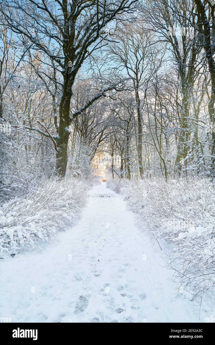 A sunny day following a snowstorm at the Kings Wood, a remnant of ...