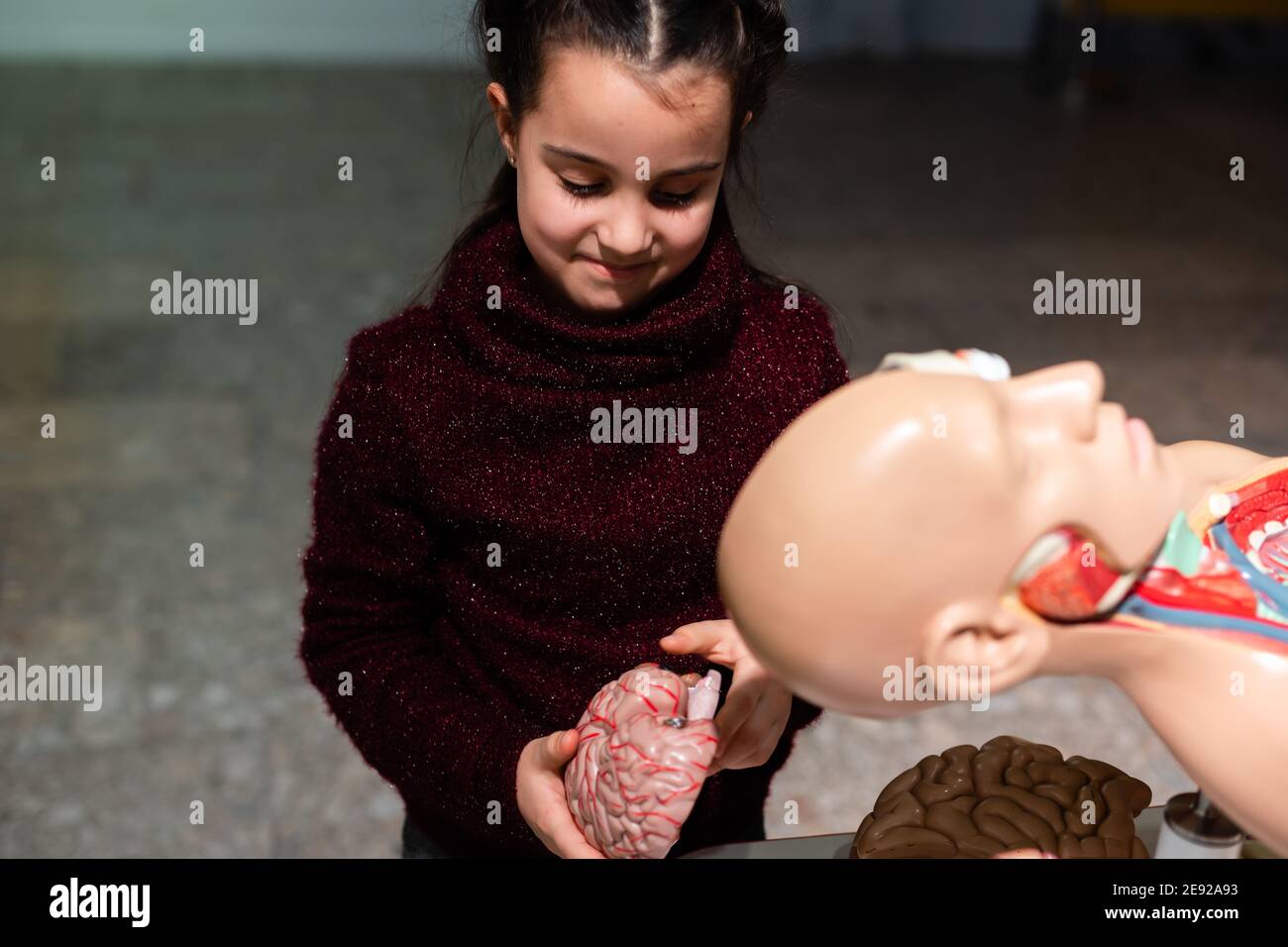 Child Anatomy Organs High Resolution Stock Photography and Images - Alamy