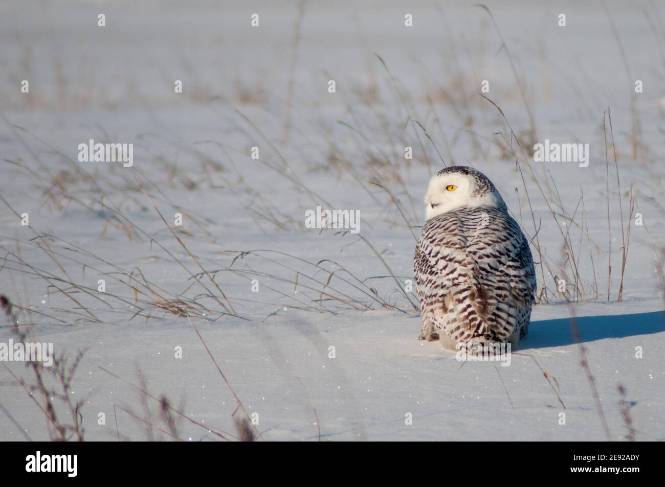 Barred owl snow hi-res stock photography and images - Alamy