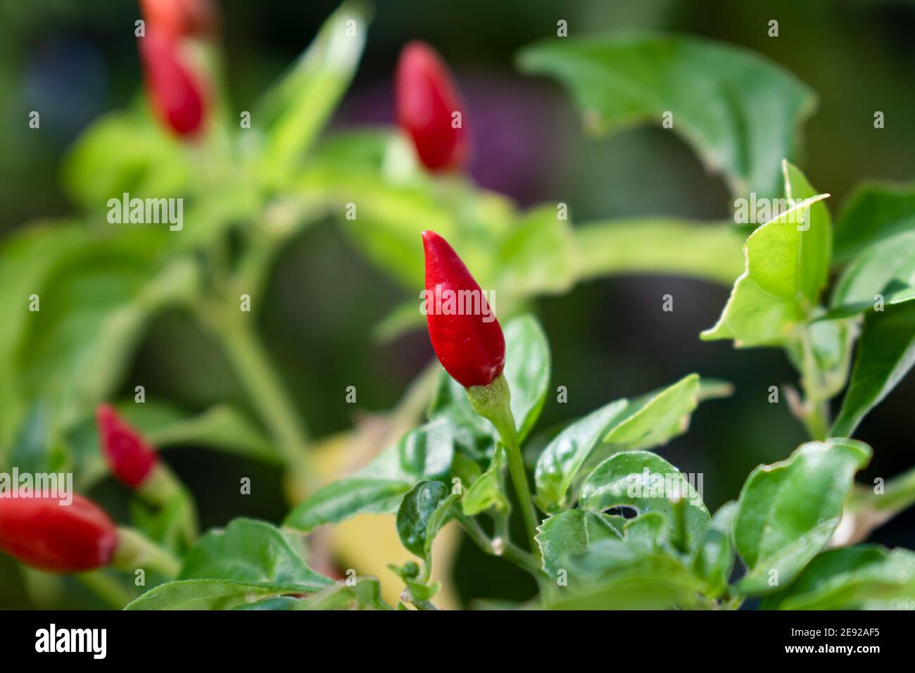 One red capsicum annuum pepper growing on plant against a blurred ...