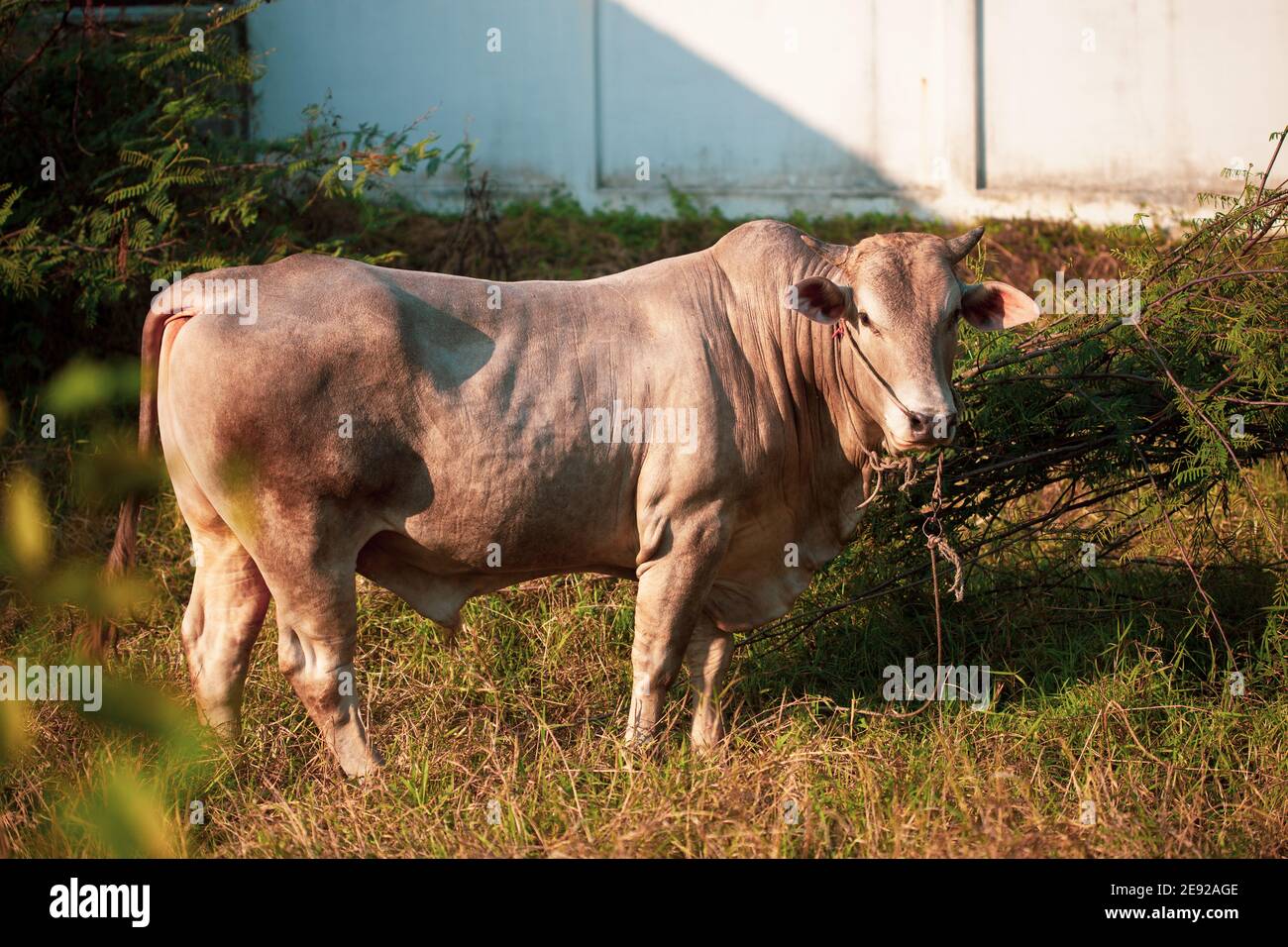 Beefmaster Steers
