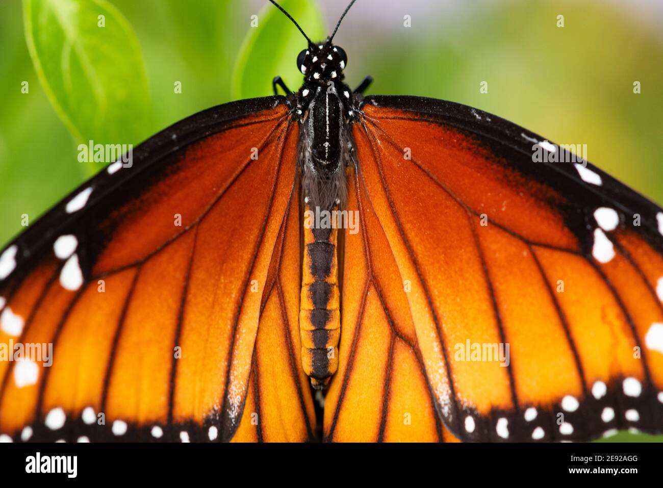 Texas butterfly rio grande valley hi-res stock photography and images ...