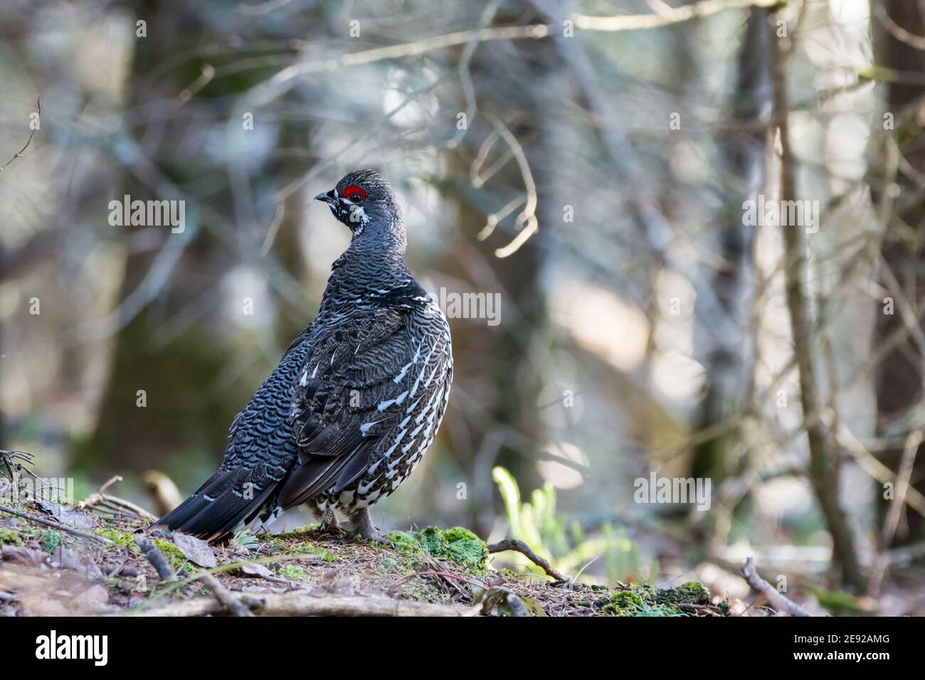 Spruce Grouse perched in a tree in the Chequamegon-Nicolet National ...