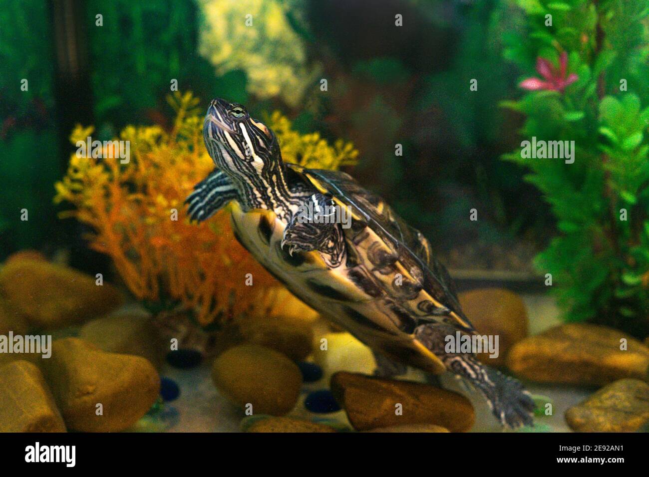 Red Eared Terrapin in aquarium with seaweed. Turtle is looking at us ...