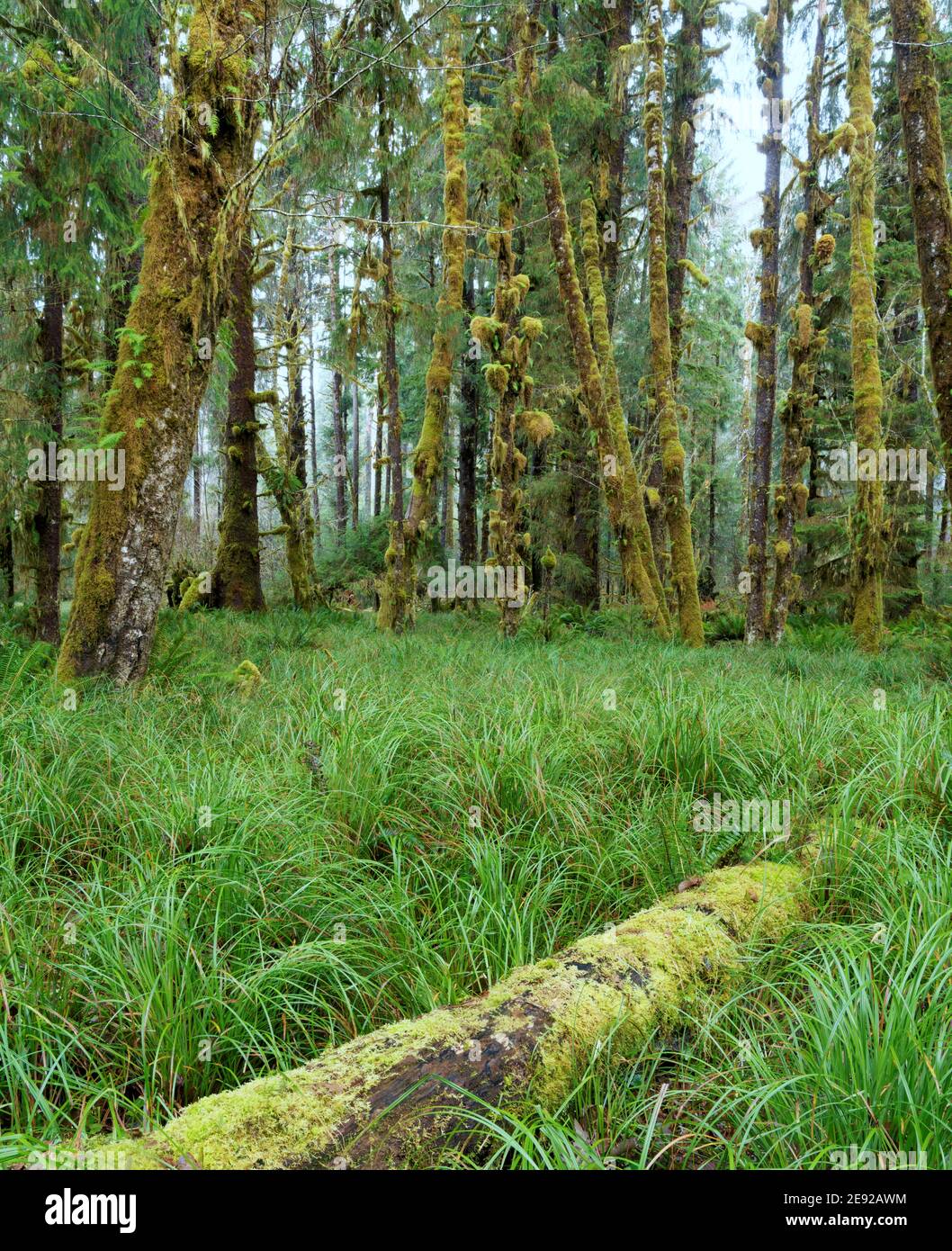 A fallen log in natural grass woodland park and temperate old-growth ...