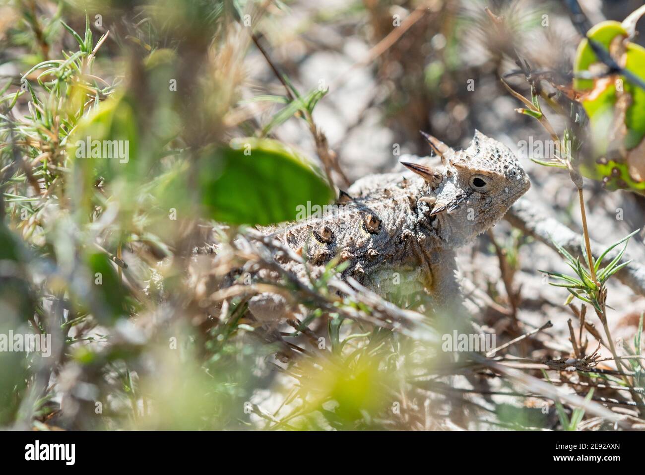 A Texas Horned Lizard in the Lower Rio Grande Valley National Wildlife ...