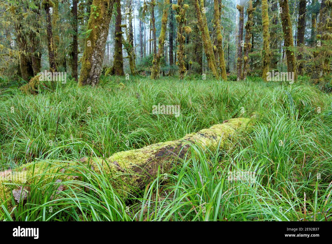 A fallen log in natural grass woodland park and temperate old-growth ...
