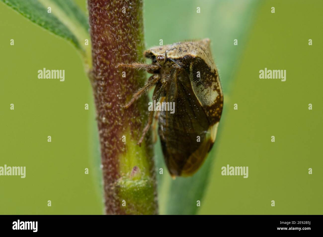 Horned treehopper hi-res stock photography and images - Alamy