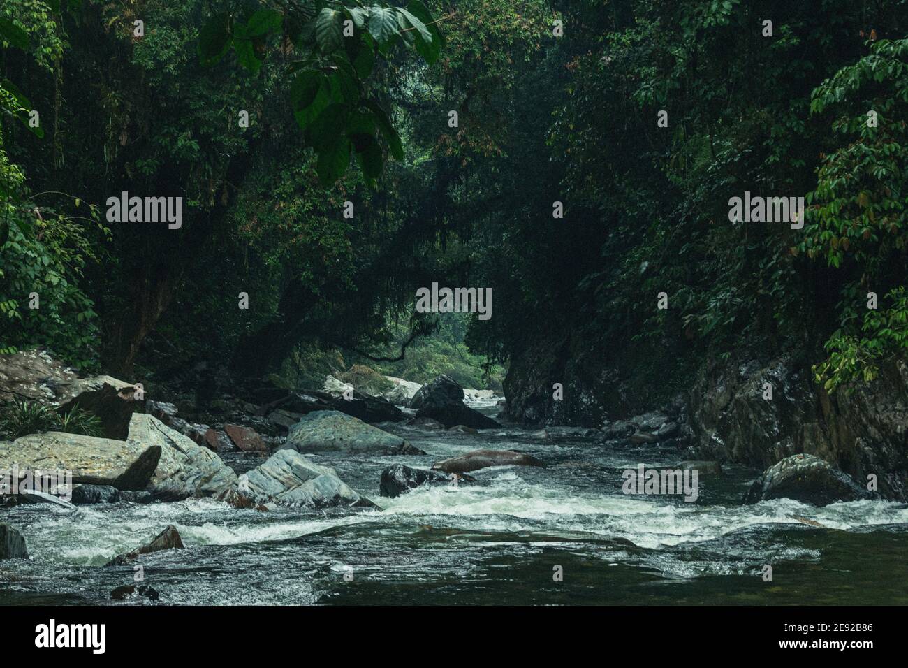 Beautiful scene of a flowing stream of water winding through a densely ...