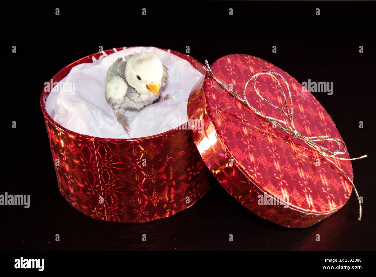 Beautiful baby bird in a round red gift box with a black background ...