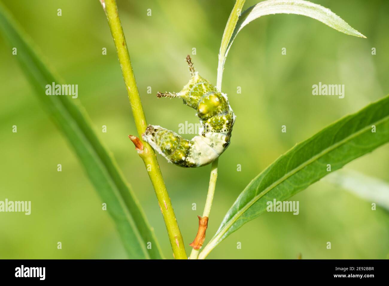 A Viceroy Butterfly caterpillar on a plant. It's a bird poop mimic as a ...