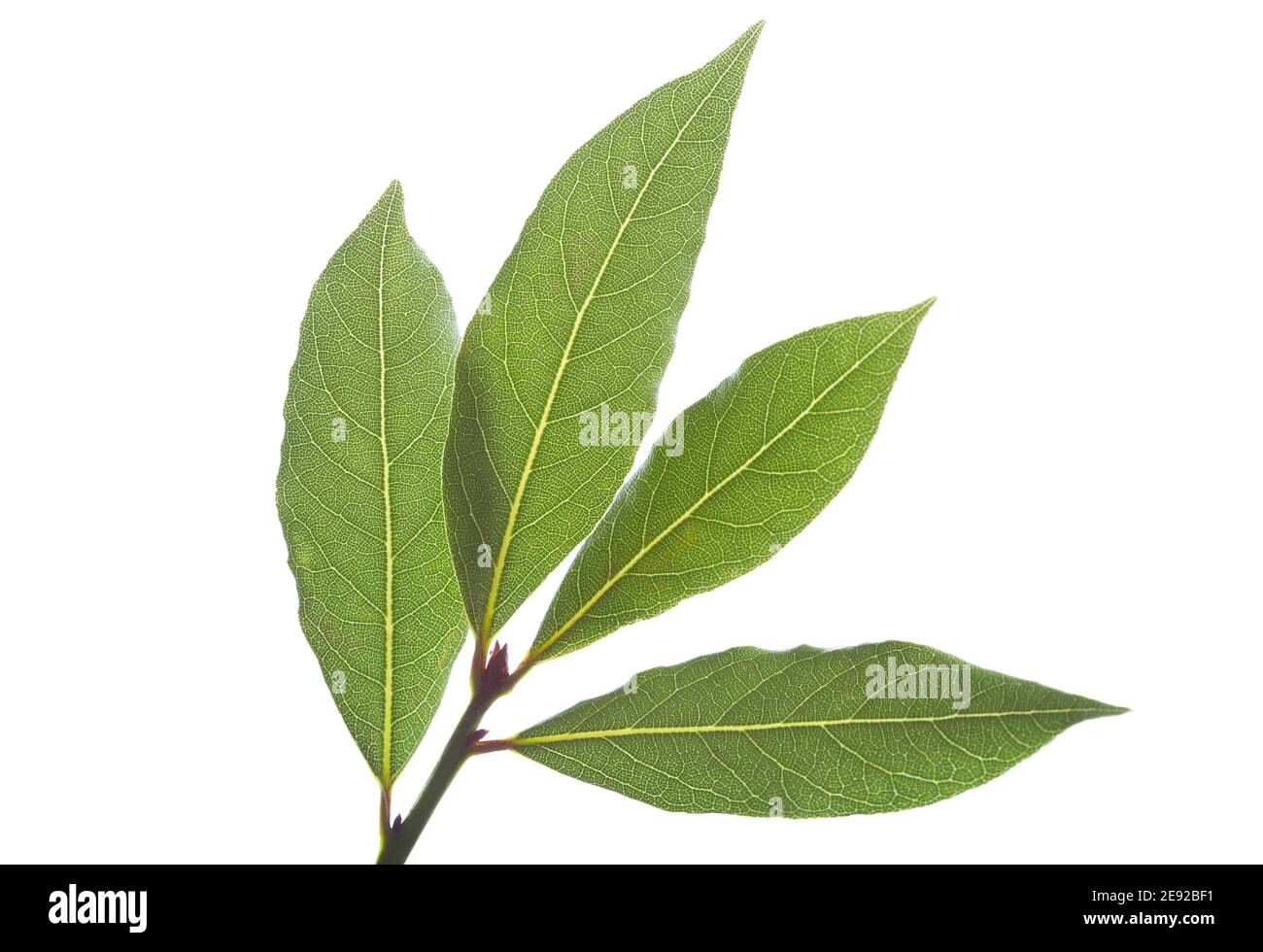 bay leaves isolated on white background Stock Photo - Alamy