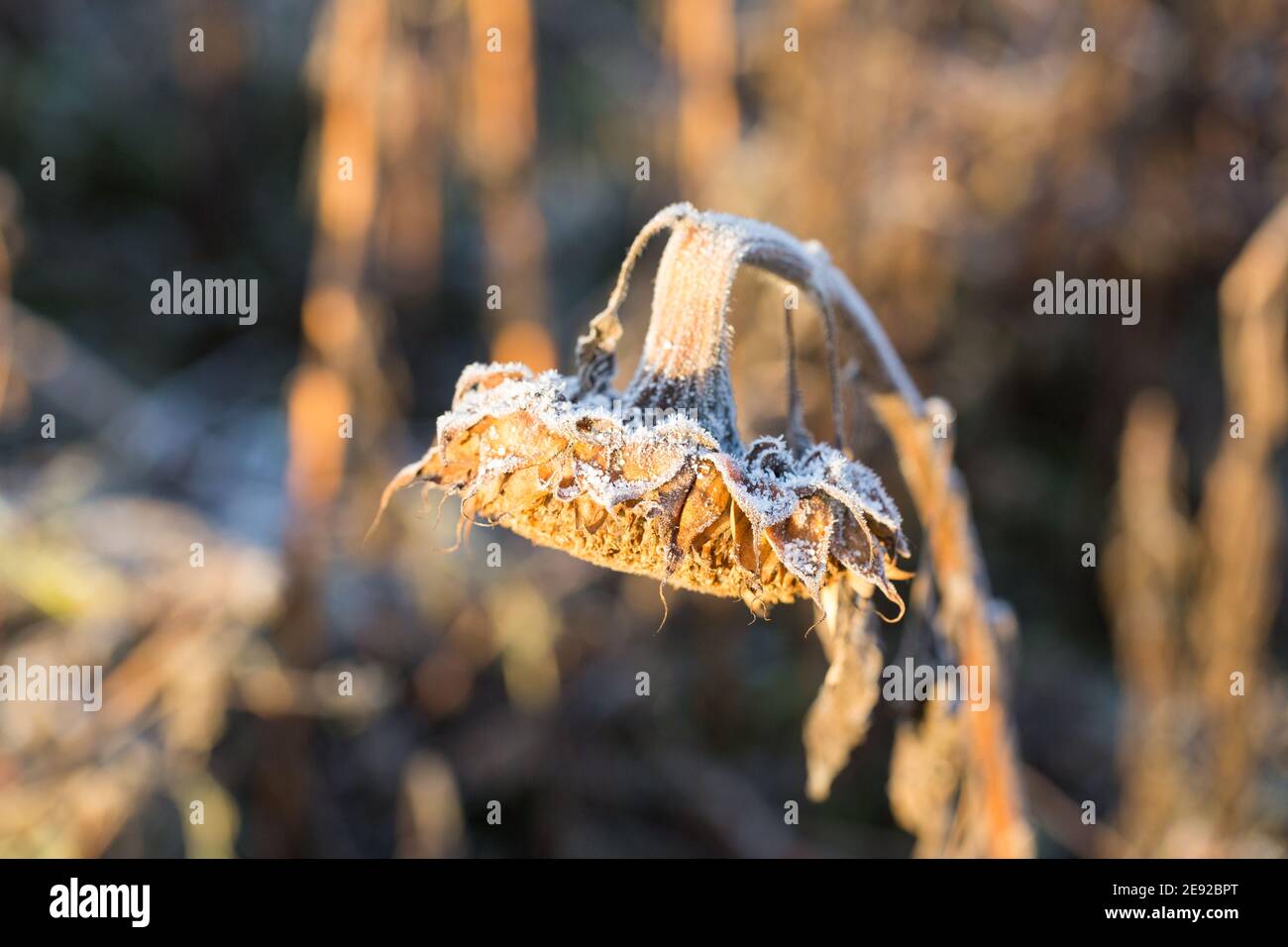 Symbol of sadness hi-res stock photography and images - Alamy