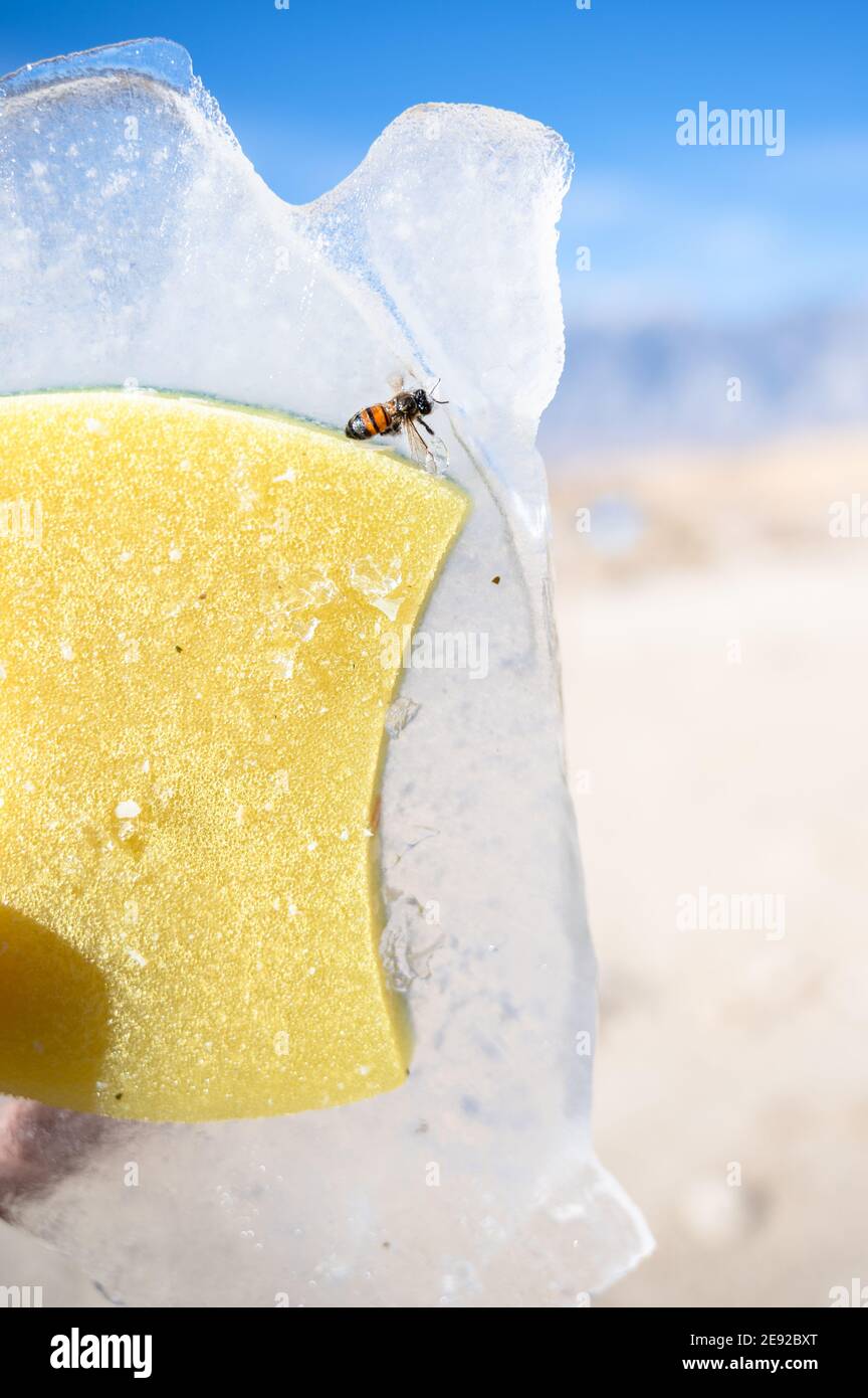 Frozen bee stuck with a yellow sponge in a block of ice Stock Photo - Alamy