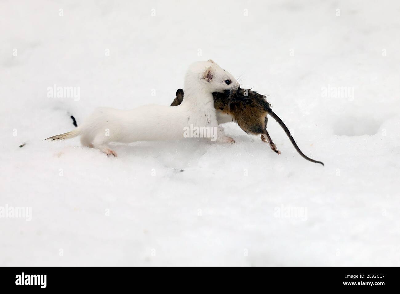 Least Weasel Snow