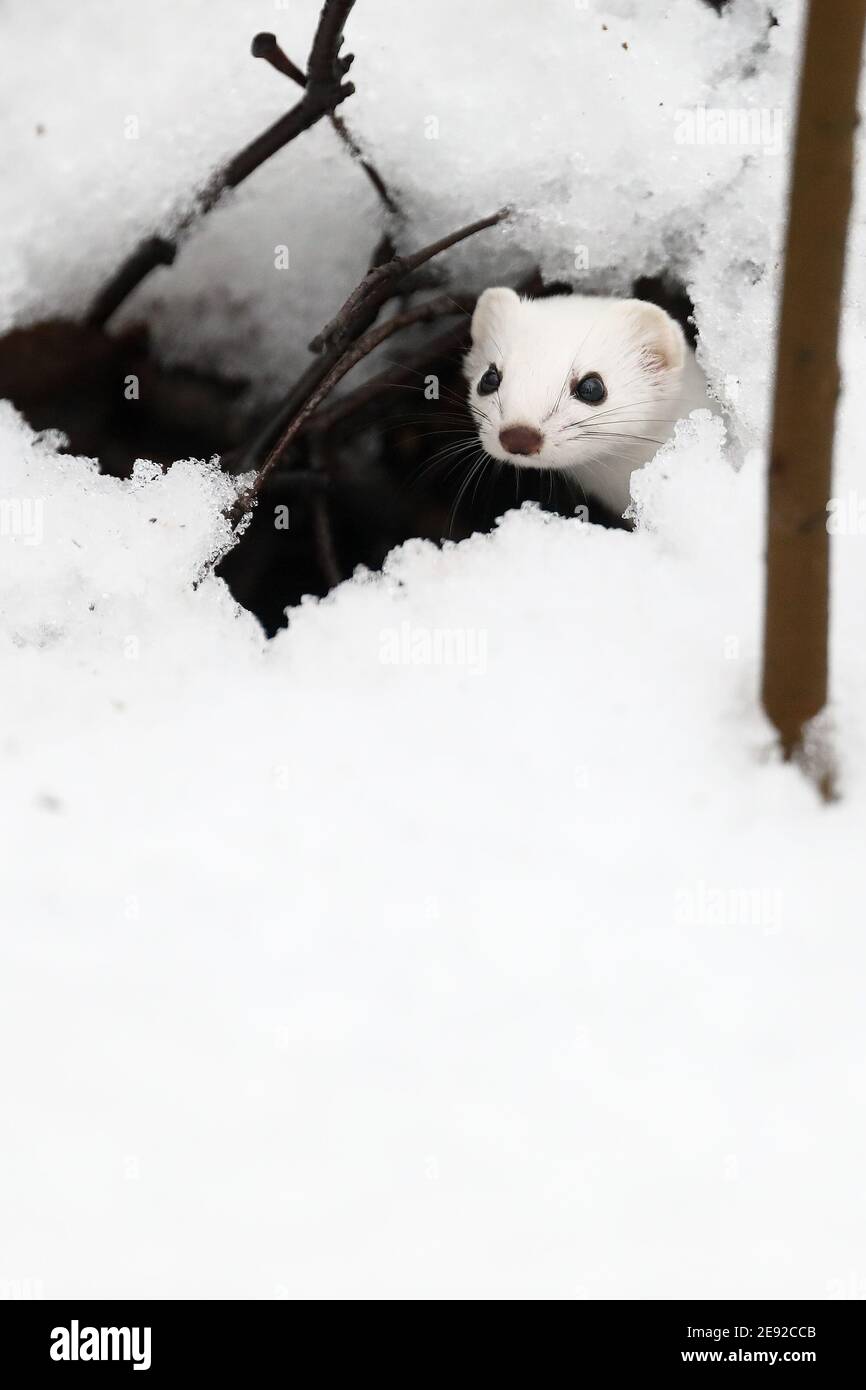 Least weasel in winter snow hi-res stock photography and images - Alamy