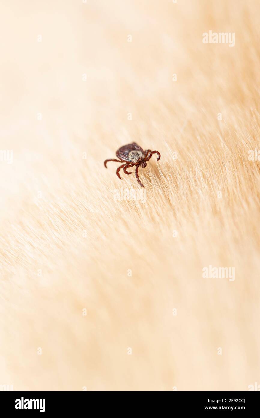 Parasitic mite. Dangerous biting insect on background of dog or cat fur ...