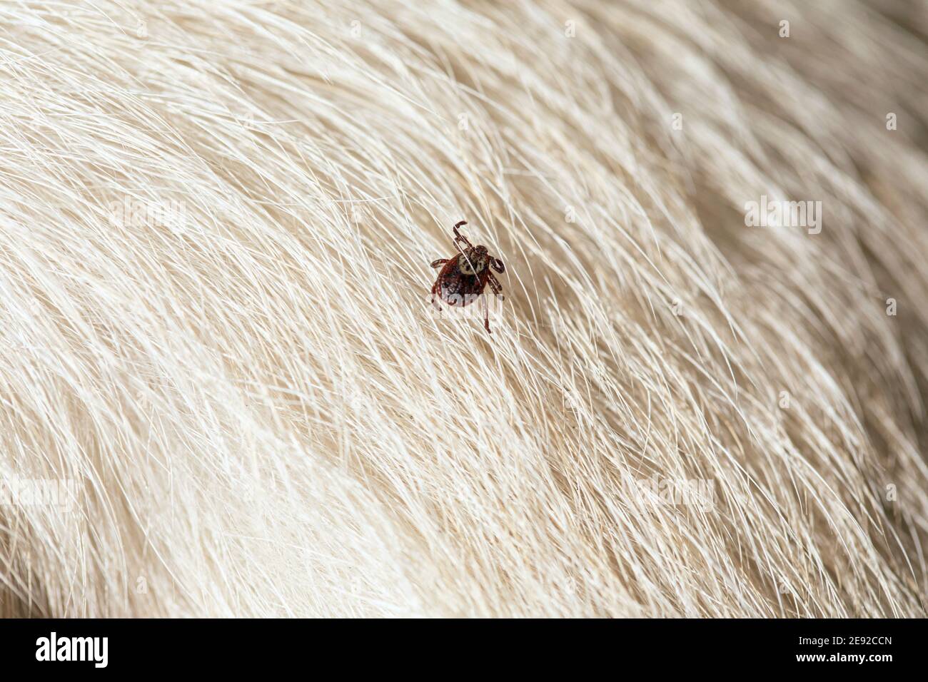 close up dog tick on animal fur. Rhipicephalus Sanguineus Stock Photo ...