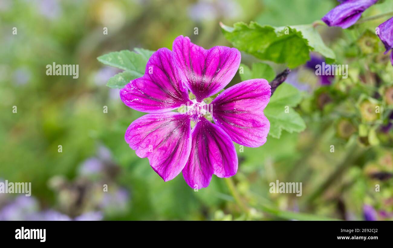 Close-up of common mallow (latin name: Malva sylvestris). Purple flower ...