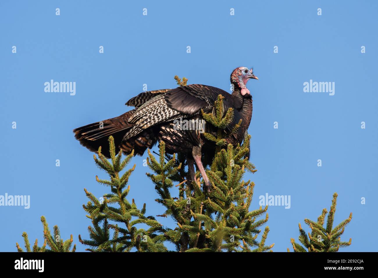 Turkey fir hi-res stock photography and images - Alamy