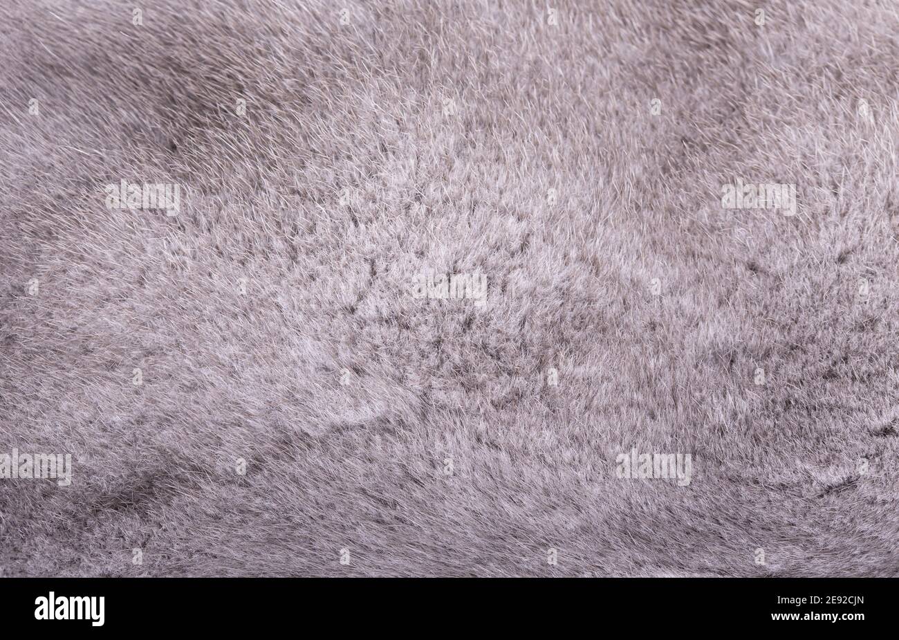 Natural gray mink fur texture as background Stock Photo - Alamy