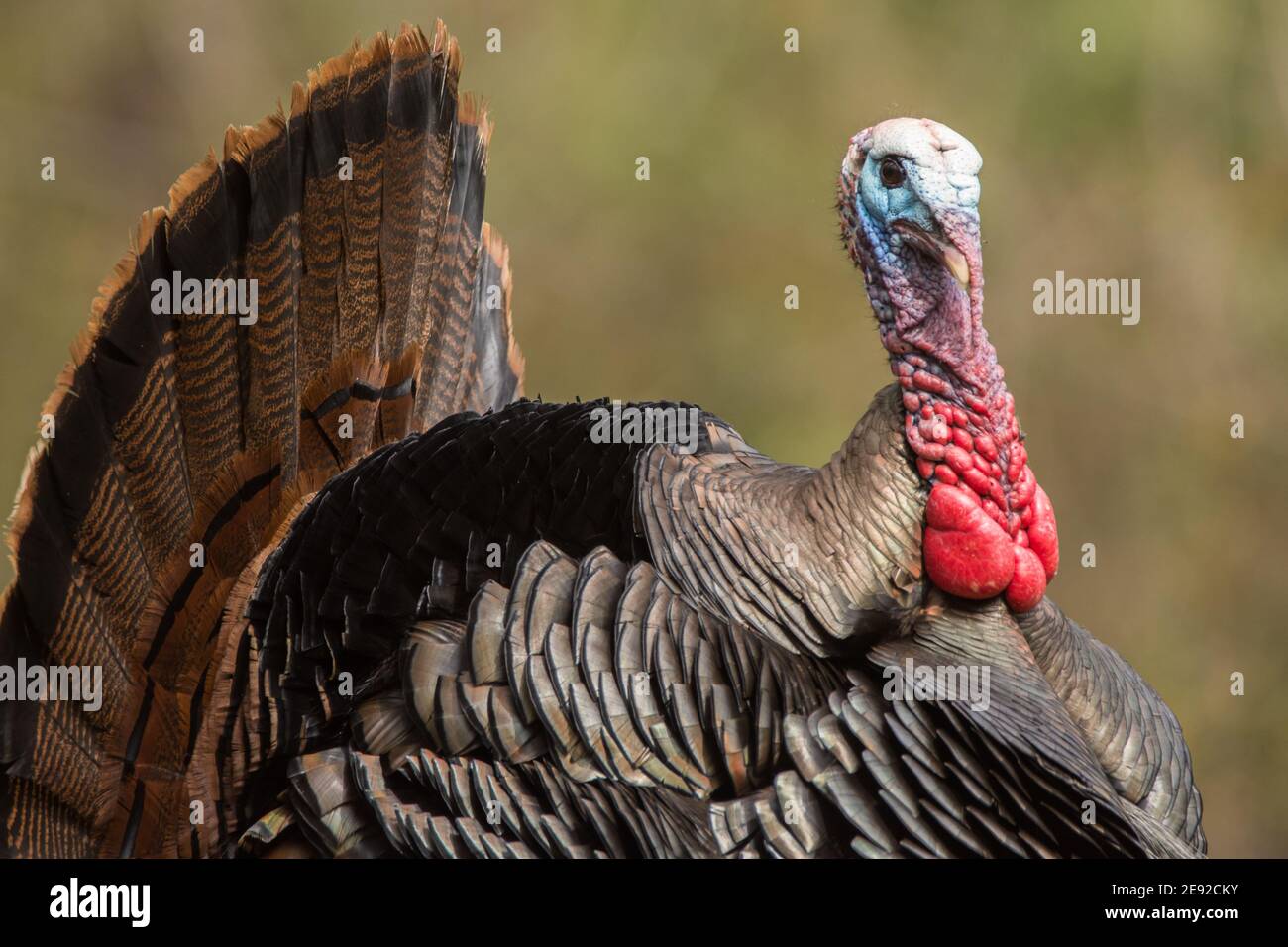 Wild Turkey on display trying to attract a hen to mate with Stock Photo ...