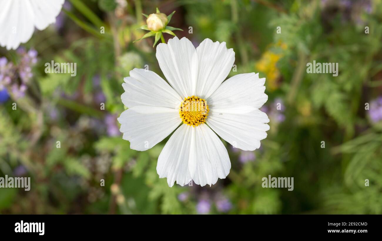 Close up view on white Garden Cosmos flower. Latin name: Cosmos ...