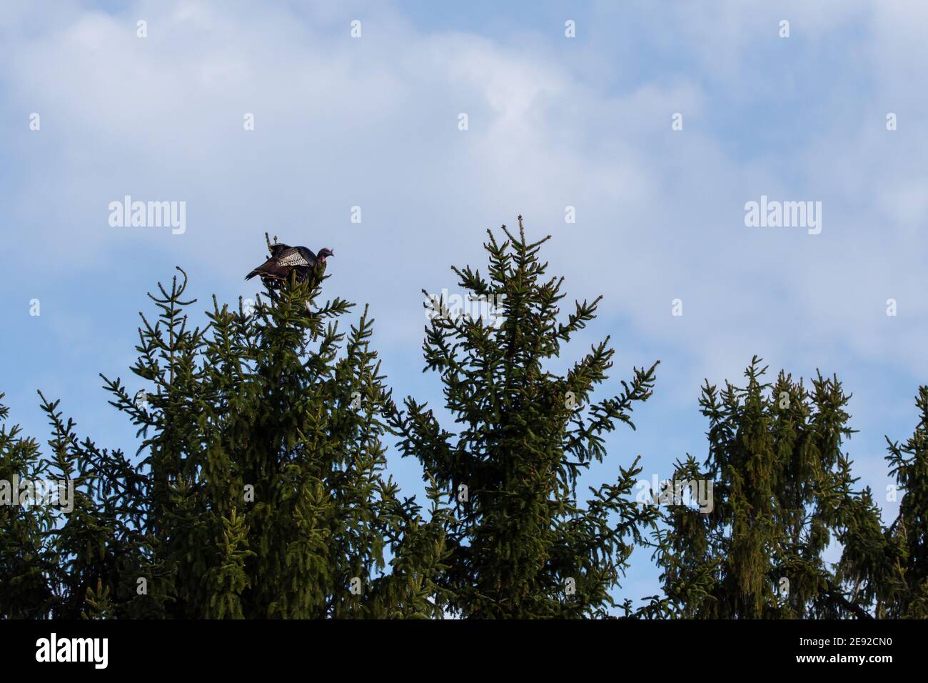 Turkey fir hi-res stock photography and images - Alamy
