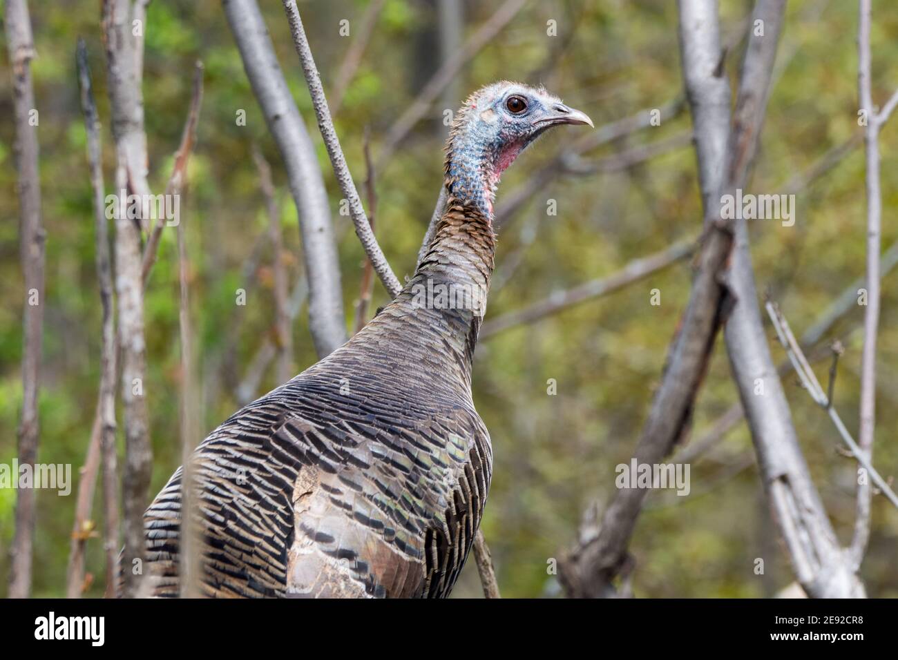 Wild turkey in the woods hi-res stock photography and images - Alamy