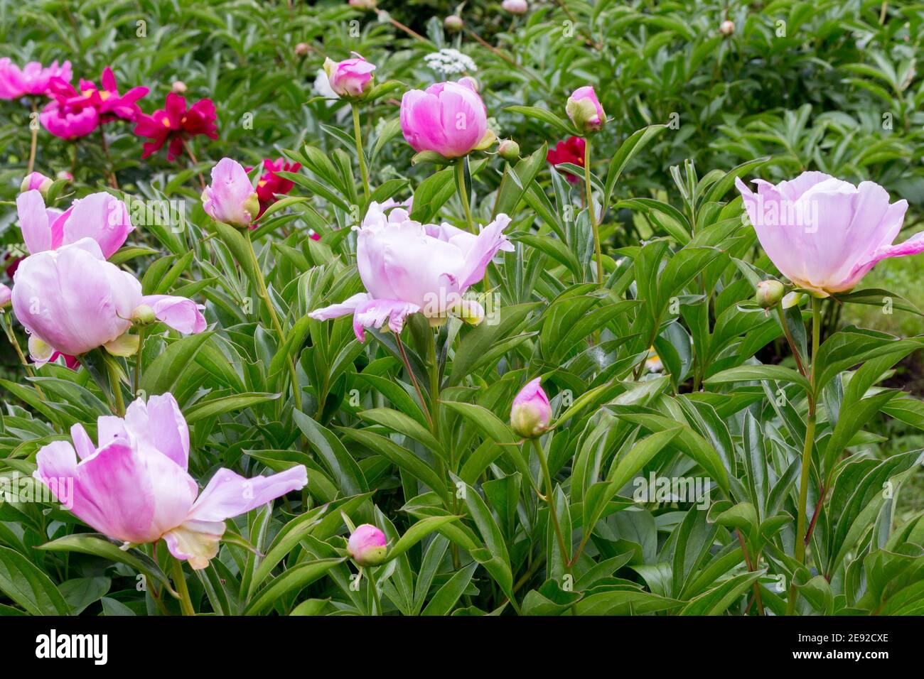 Flowerbed with pink peonies, lush summer flowering in the garden Stock ...